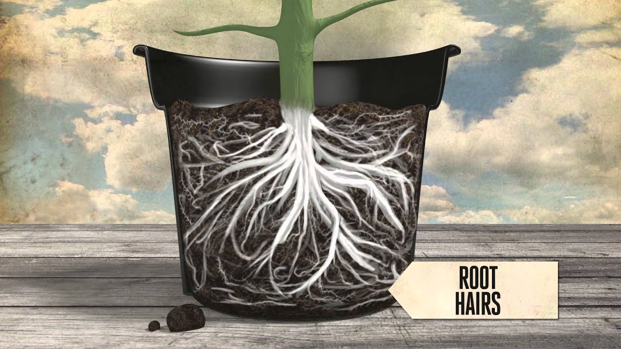 Root Zone / Foliar spray / friendly Bacteria & Hormones - Nutriflo ...